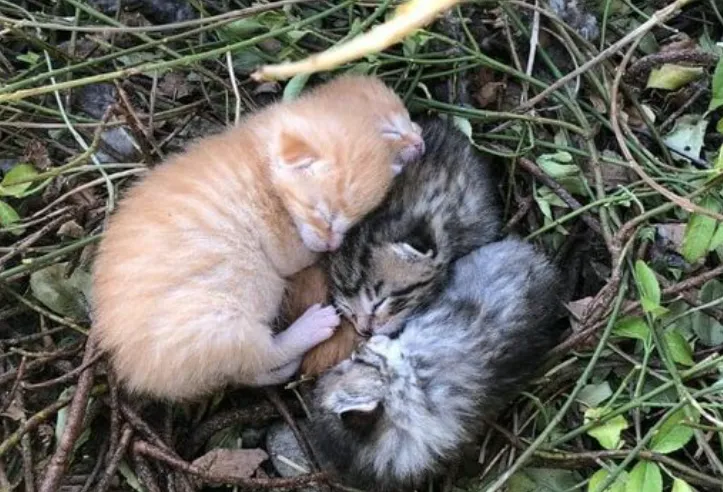 Eerste nestjes kittens buiten aangetroffen: met rust laten