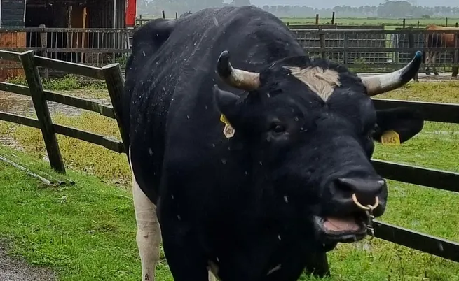 Vrouw levensgevaarlijk verwond door losgebroken stier in Wormer