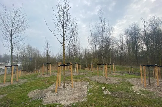 Nieuwe bomen geplant na illegale kap op Coentunnelterrein