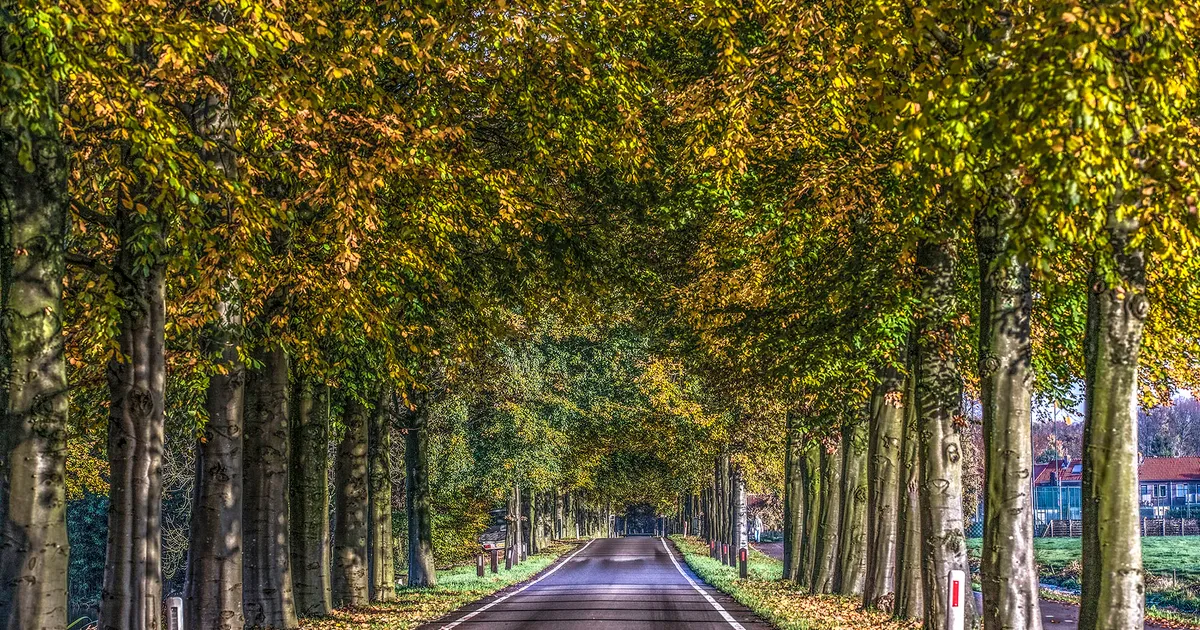 Hoeveel bomen zijn er nodig voor de zuurstof van 1 mensenleven?