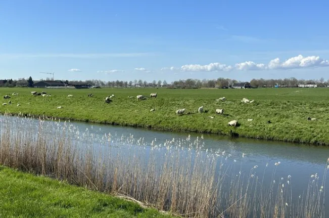 Proef met ‘drukke’ beweiding grazende schapen zorgt voor sterke dijken ...
