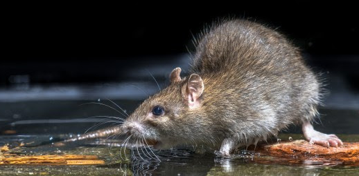 Gifverbod zorgt voor verdere opmars ratten en muizen