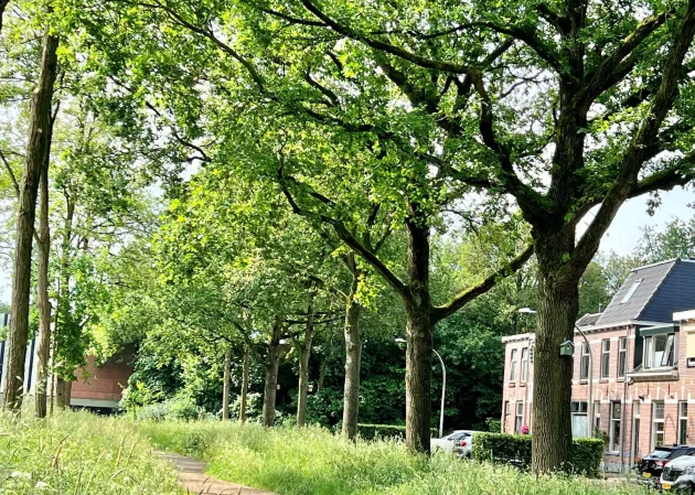 Zwolle heeft 5767 bijzondere bomen: oude en grote bomen maken de stad ...