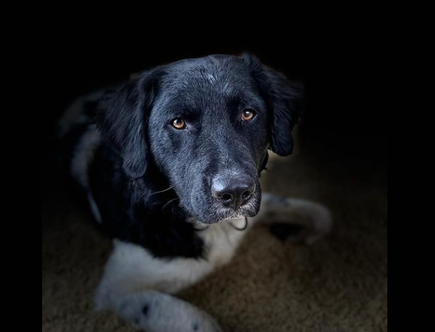 Hoe houd je het hoofd koel van je hond tijdens warme dagen