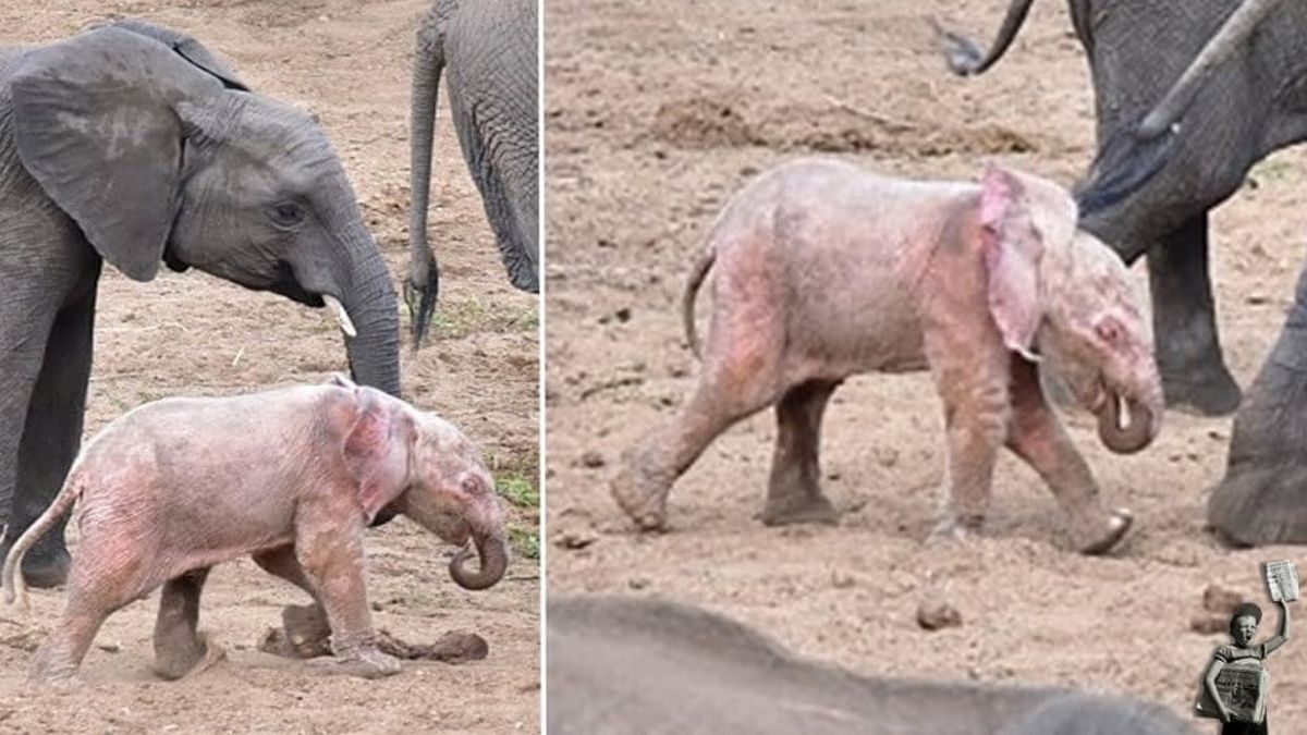 Zeldzame baby-albino olifant gespot in Afrikaans natuurreservaat