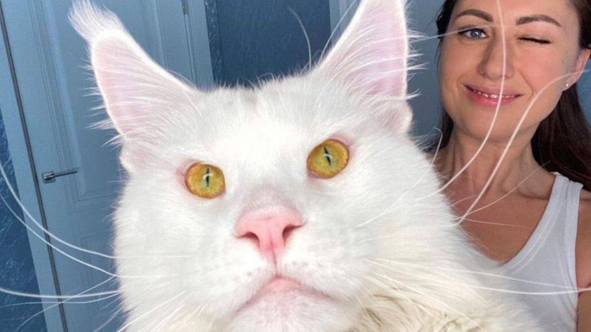 Deze vrouw heeft een van de grootste katten ter wereld