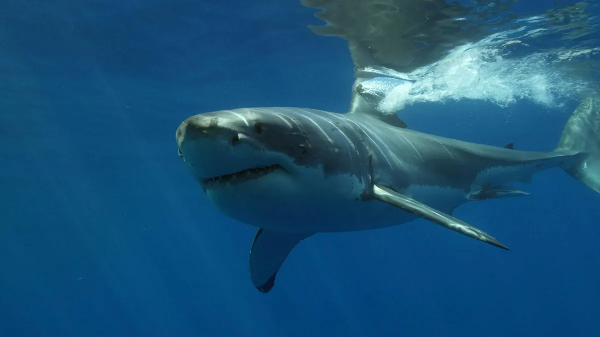 Grootste witte haai ooit in de Atlantische Oceaan waargenomen, is ...