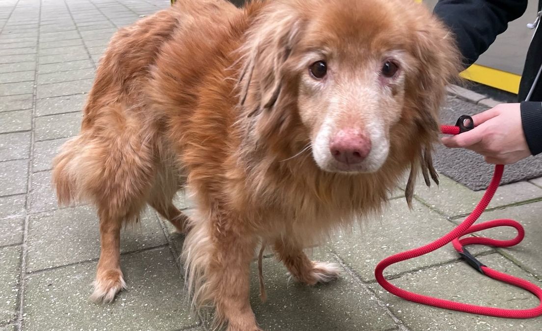 Hond die vijf jaar vermist was weer herenigd met zijn baasje (78)