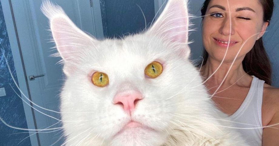 Deze vrouw heeft een van de grootste katten ter wereld