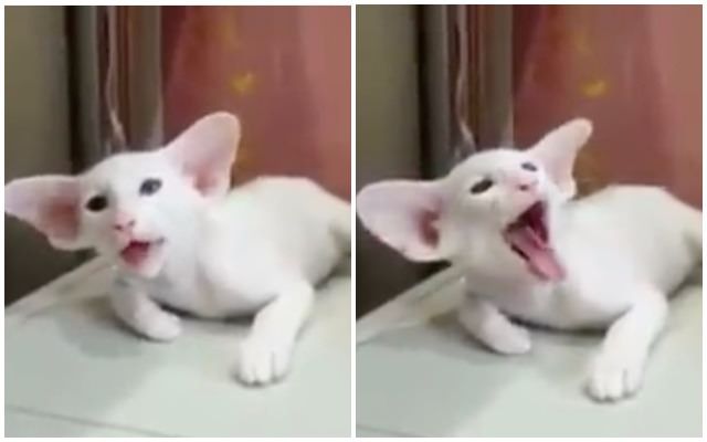 Deze kat heeft de meest unieke oren die we ooit hebben gezien!