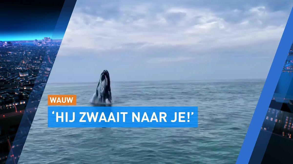 VIDEO: Vissers zien enorme walvis in de Noordzee