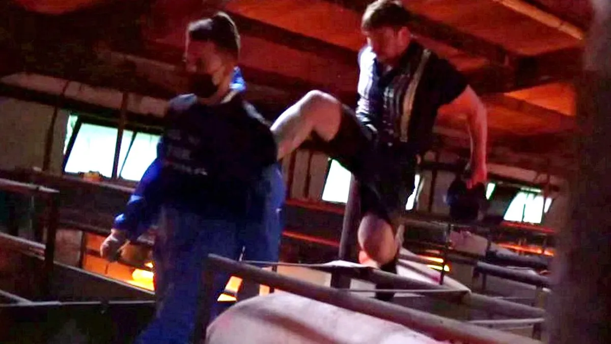 Boer geeft flinke kung fu-trap aan inbrekende veganist | LOESOE