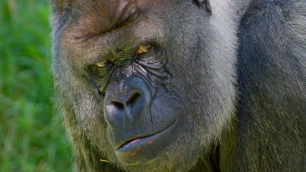 Beroemde gorilla en Rotterdams icoon Bokito (27) overleden | LOESOE