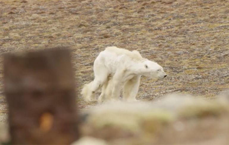 Zo ziet global warning eruit: Bijna dode ijsbeer zoekt eten... | VK ...