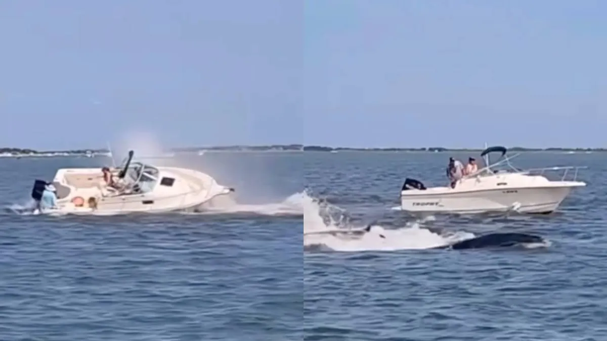 Walvis duikt op onder boot in ondiep kanaal New Jersey | VK Magazine