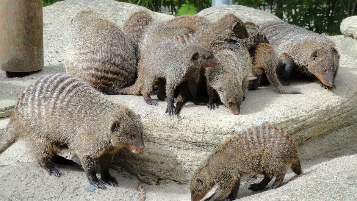 Vrouwelijke mangoeste maakt oorlog om met mannetjes te paren | In de ...