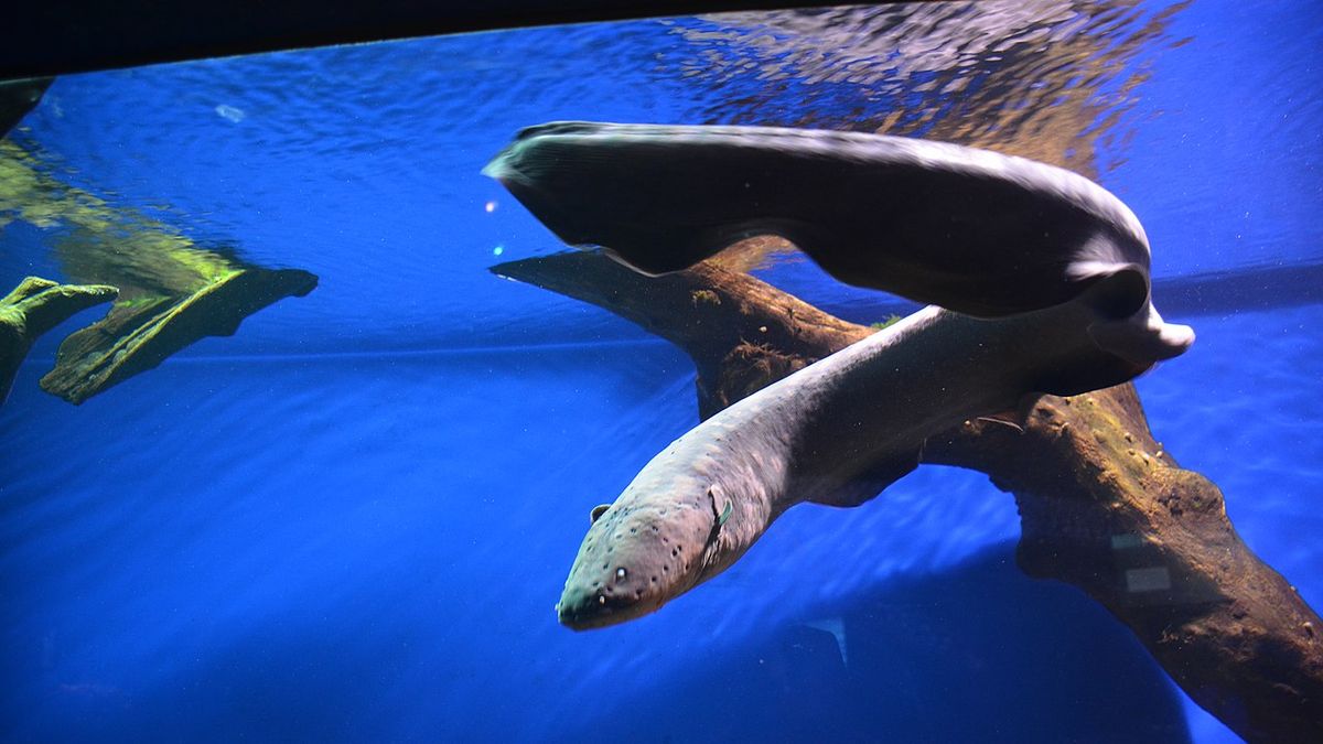 Sidderalen kunnen gezamenlijk jagen met stroomstoten | In de Spiegel ...