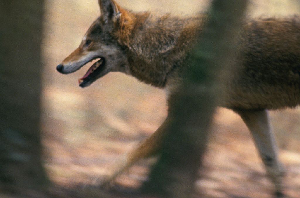 Kan de rode wolf opnieuw opstaan in de VS? | In de Spiegel - Terug naar ...