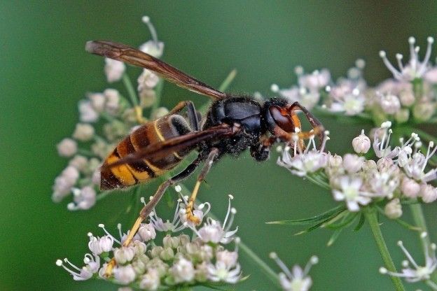 Exotische wesp moet in Nederland vernietigd worden | In de Spiegel ...