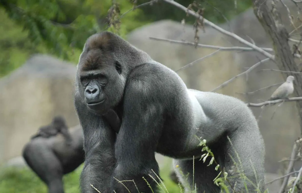 Nederlands bekendste gorilla Bokito overleden