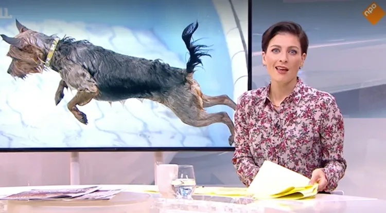 Honden Pool Party vanmorgen bij 'Goedemorgen Nederland'