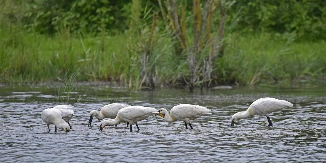 Project Staatsbosbeheer roept meer twijfels op bij Raad van State Project Staatsbosbeheer roept meer twijfels op bij Raad van State