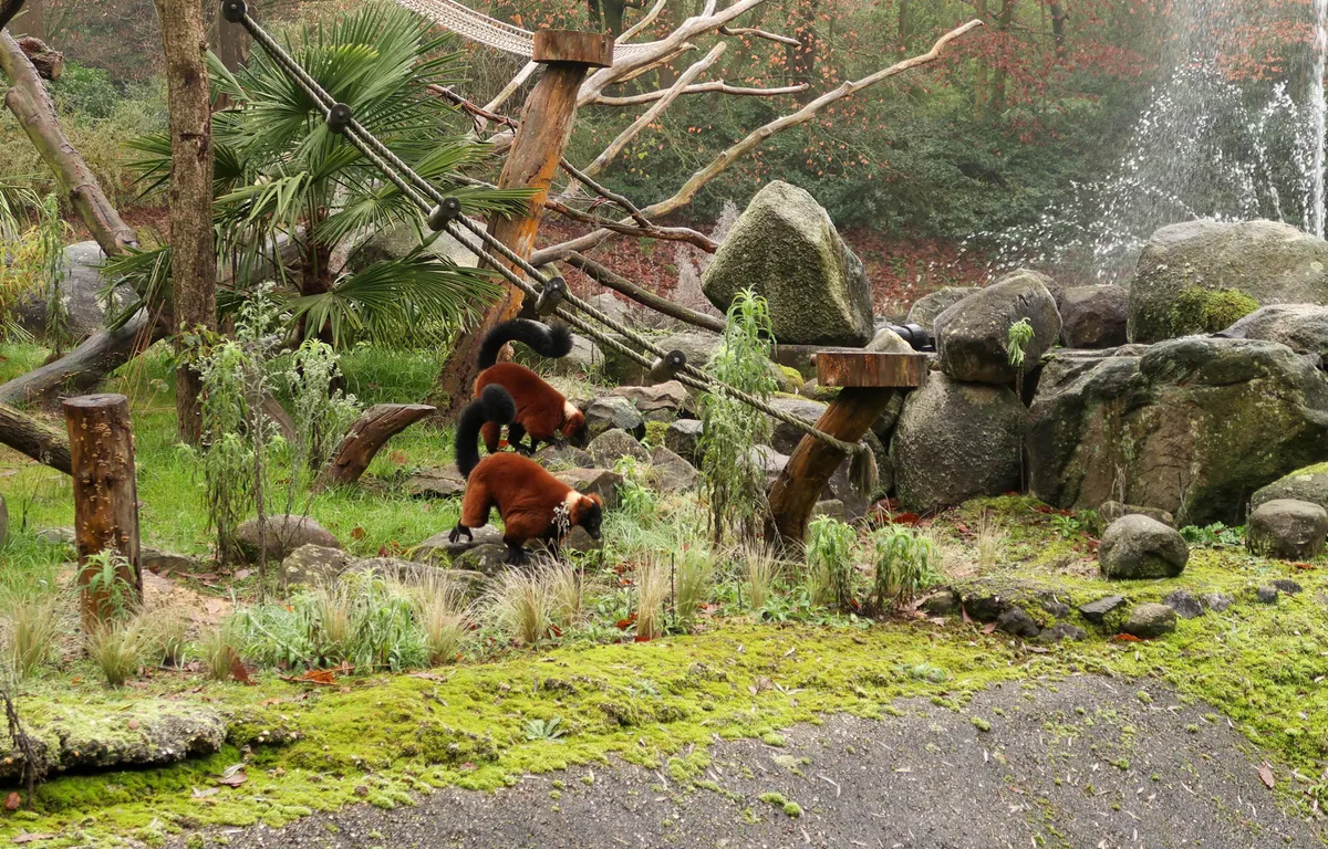 Rode vari's ontdekken voor het eerst eiland in DierenPark Amersfoort