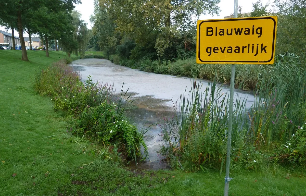 Blauwalgen door waterschap ontdekt in Sprengenpark vijver