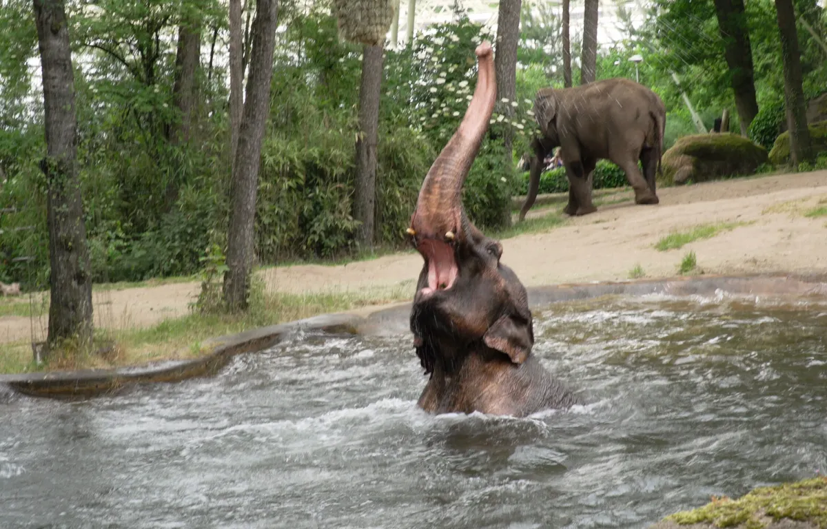 Aziatische olifanten in Koninklijke Burgers’ Zoo nemen verkwikkend bad
