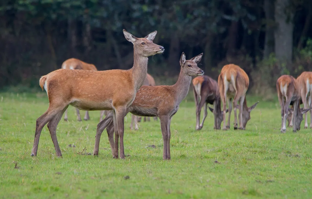 Wildarrangementen: Wildkanseltocht met aansluitend wildbuffet of wild bbq