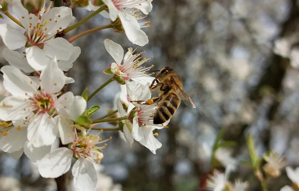 Geen bijen, geen appels; onderzoek naar bestuiving van fruitbomen