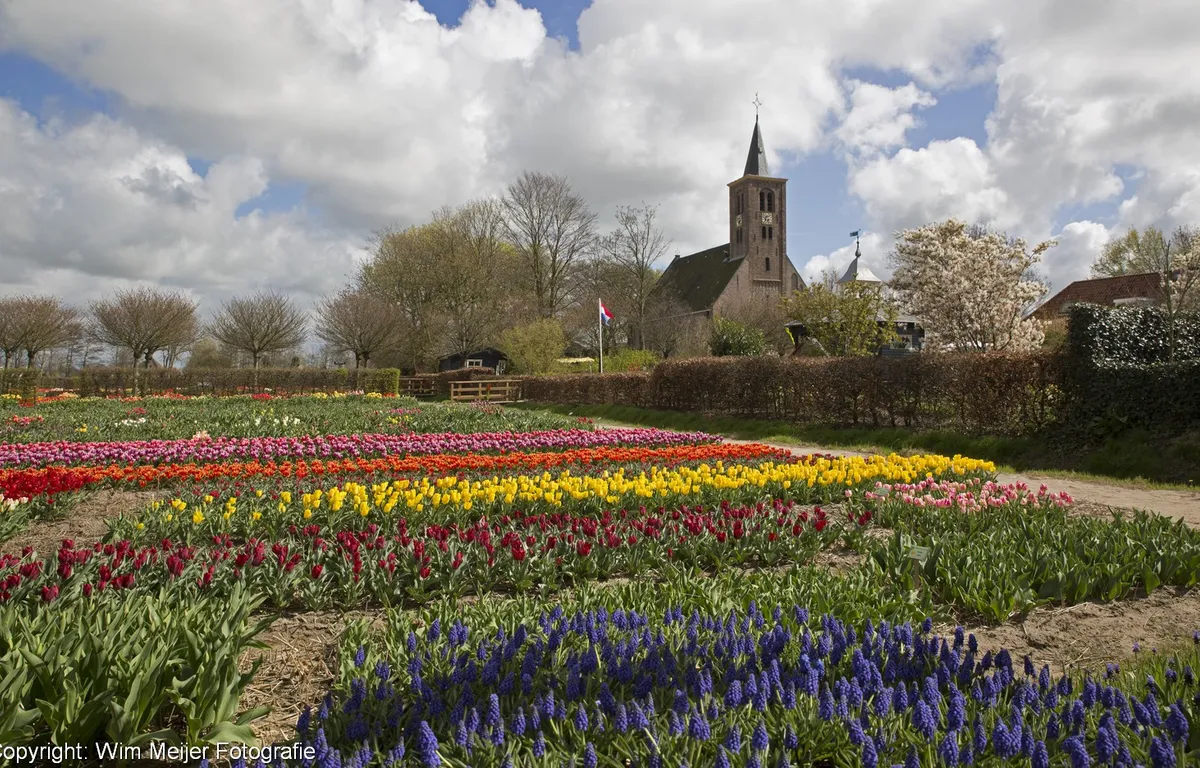 Hortus Bulborum in Limmen kleurrijke genenbank voor historische bolgewassen