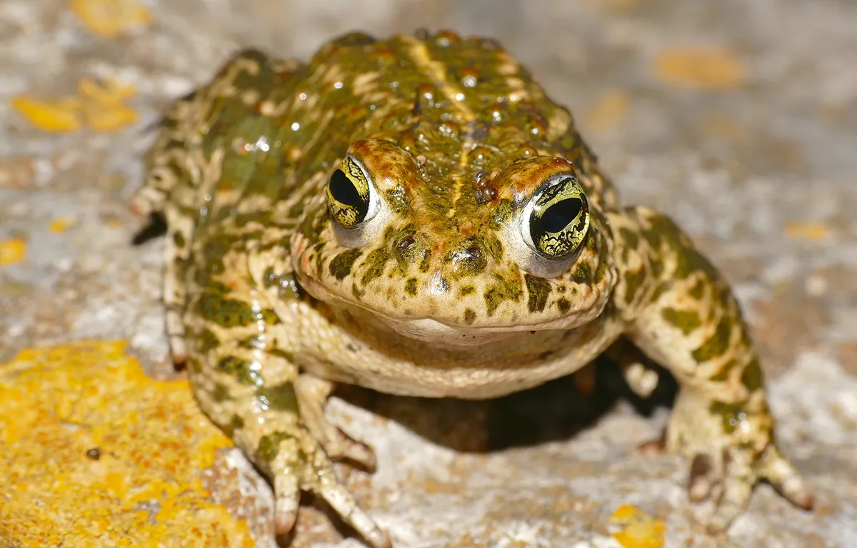 Formule 1 over de rug van de rugstreeppad