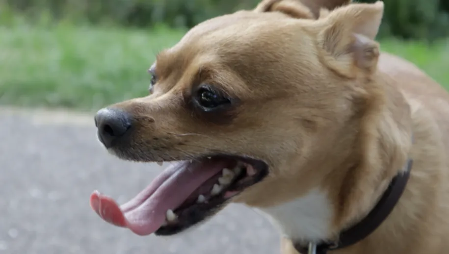 Hoe help je je hond deze tropische dagen door?