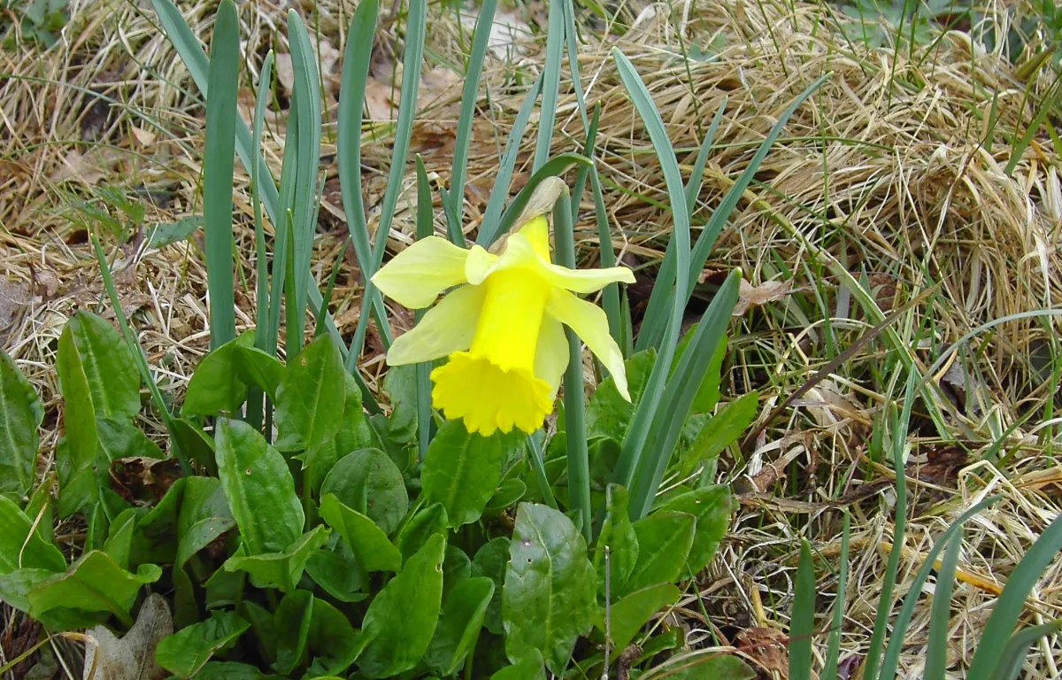 Wilde narcis moet meer beschermd worden