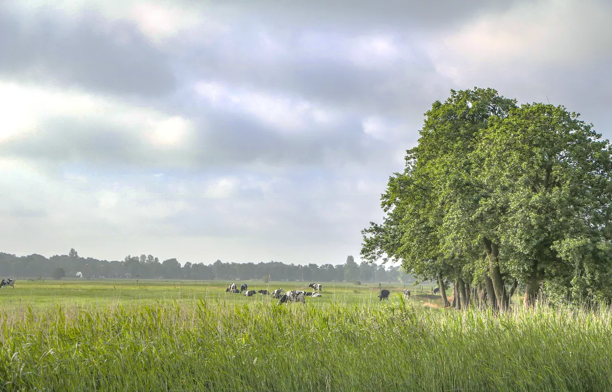 Friese overheden vragen Rijk verdere uitwerking keuzes in landelijk gebied