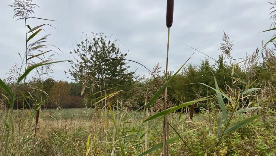 Rietsigaren van de grote lisdodde