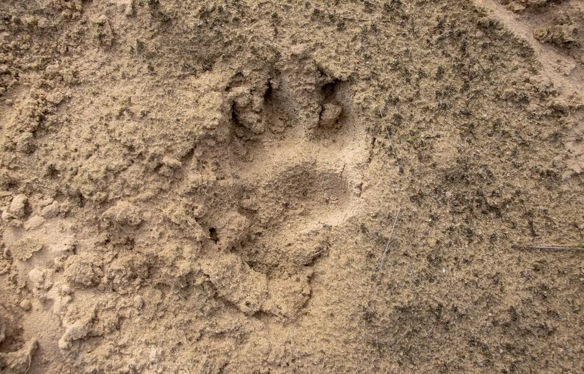 Sporen zoeken tijdens bos- en heidewandeling