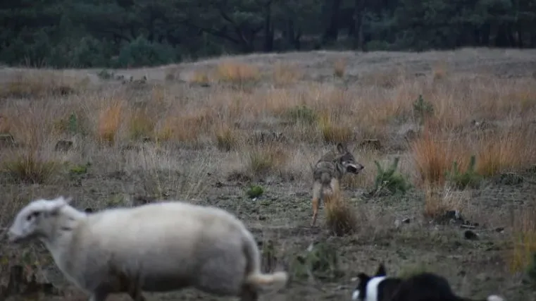 Herder trapt wolf van schaap af bij de schaapskooi op de Ginkelse Heide