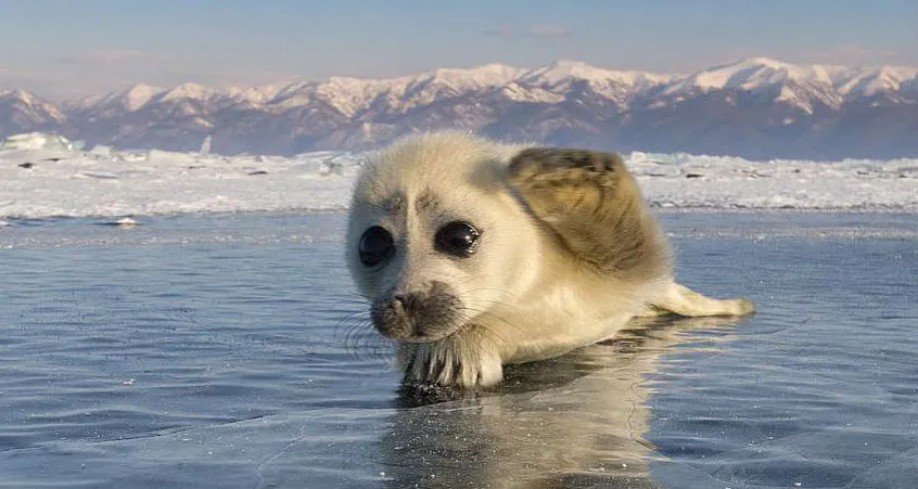 Dit is het meest schattige zeehondje ooit!