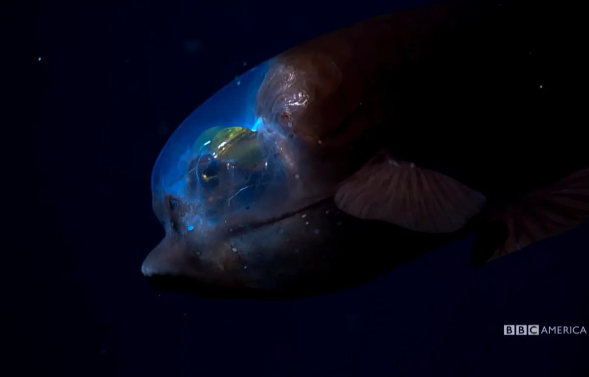 Freaky vissen in de nieuwe docu Blue Planet II