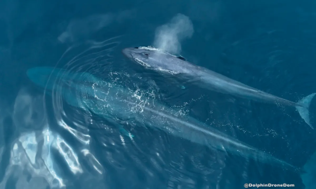 Videographer schiet magische dronebeelden van gigantische blauwe vinvis