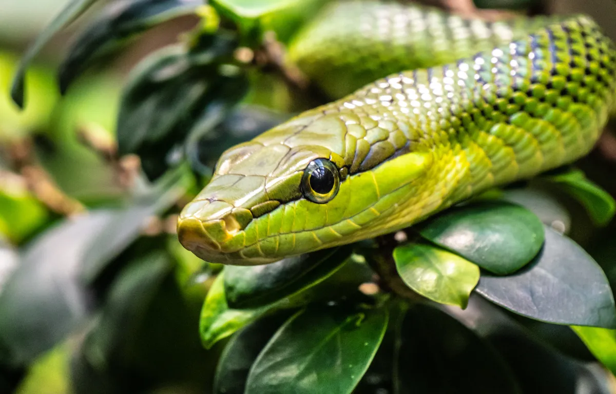 Freek Vonk waarschuwt Tilburg: "Ontsnapte groene mamba is extreem giftig”
