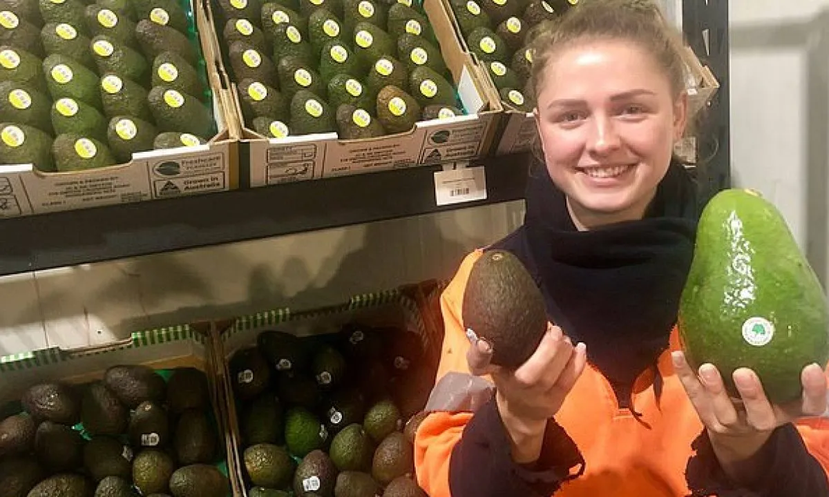Maak kennis met de Avozilla, een avocado drie keer zo groot als normaal