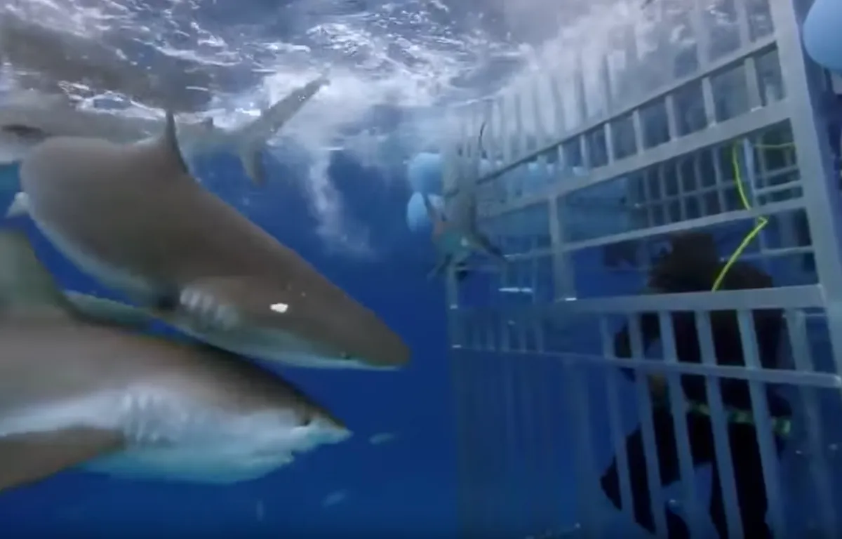 Shaquille O'Neal krijgt onaangenaam bezoek in zijn kooi terwijl hij ...