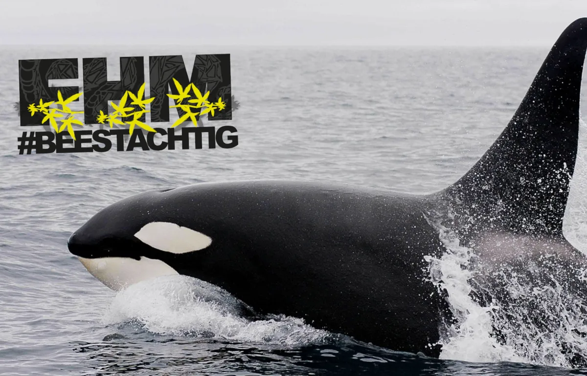 Dit is waarom orka’s ook wel killerwhales genoemd worden