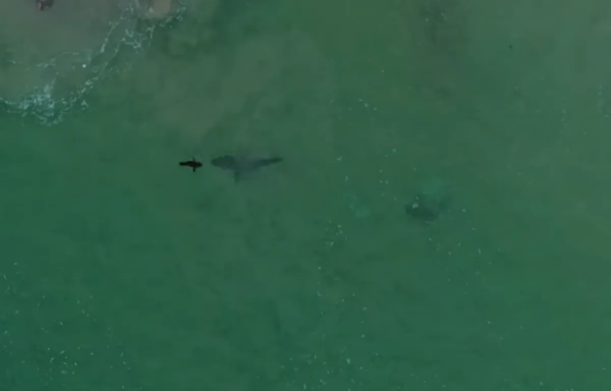 Drone filmt spectaculaire aanval van witte haai op zeehond