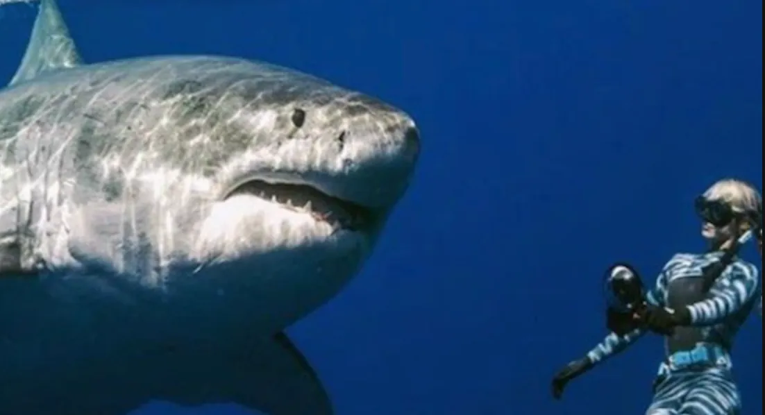 National Geographic documentaire over 's werelds grootste witte haai ...