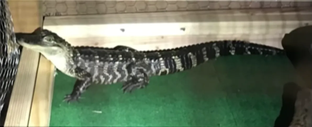 Politie vindt babykrokodil in drugspand en noemt hem 'El Chompo'