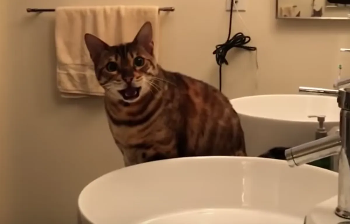 Internet gaat los op video van kat die miauwt in autotune